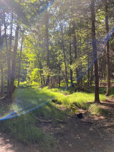 Best Hikes and Trails in Blauvelt State Park | AllTrails