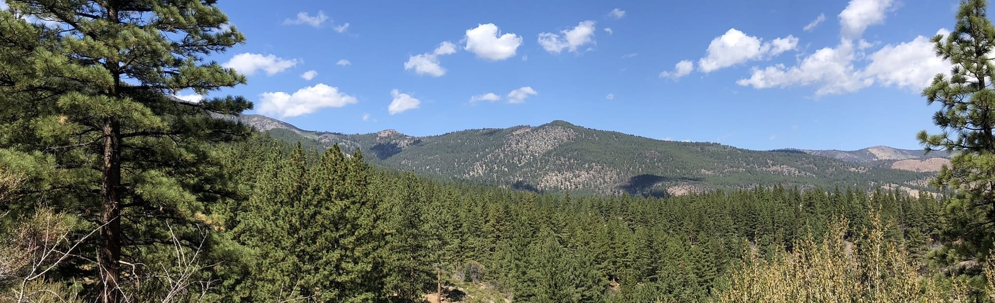 Brown's Creek Loop Trail: 1119 Reviews, Map - Nevada | AllTrails