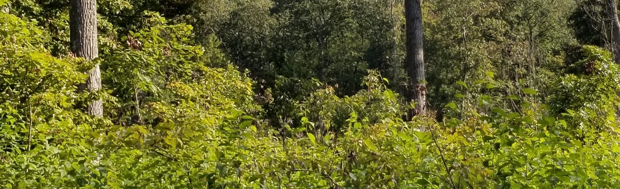 Doubling Gap Extended Nature Trail: 29 Reviews, Map - Pennsylvania ...