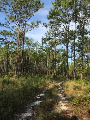 10 Best Hikes and Trails in Apalachicola National Forest | AllTrails