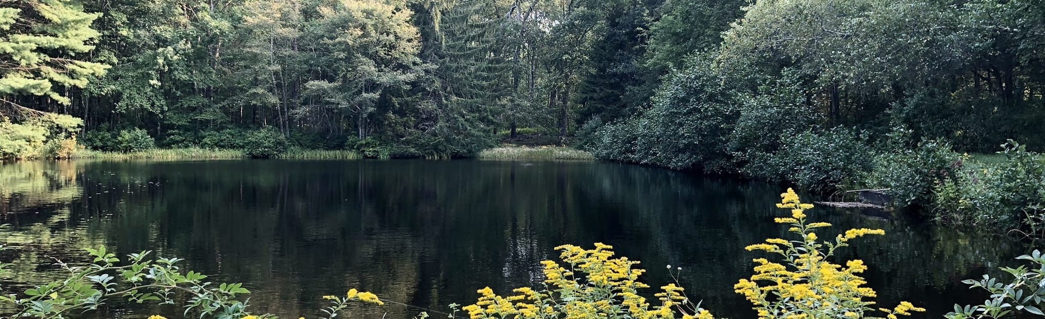 Laurel Loop Trail, Rhode Island - 17 Reviews, Map | AllTrails