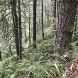 Amanda's Trail, Oregon - 156 Reviews, Map | AllTrails