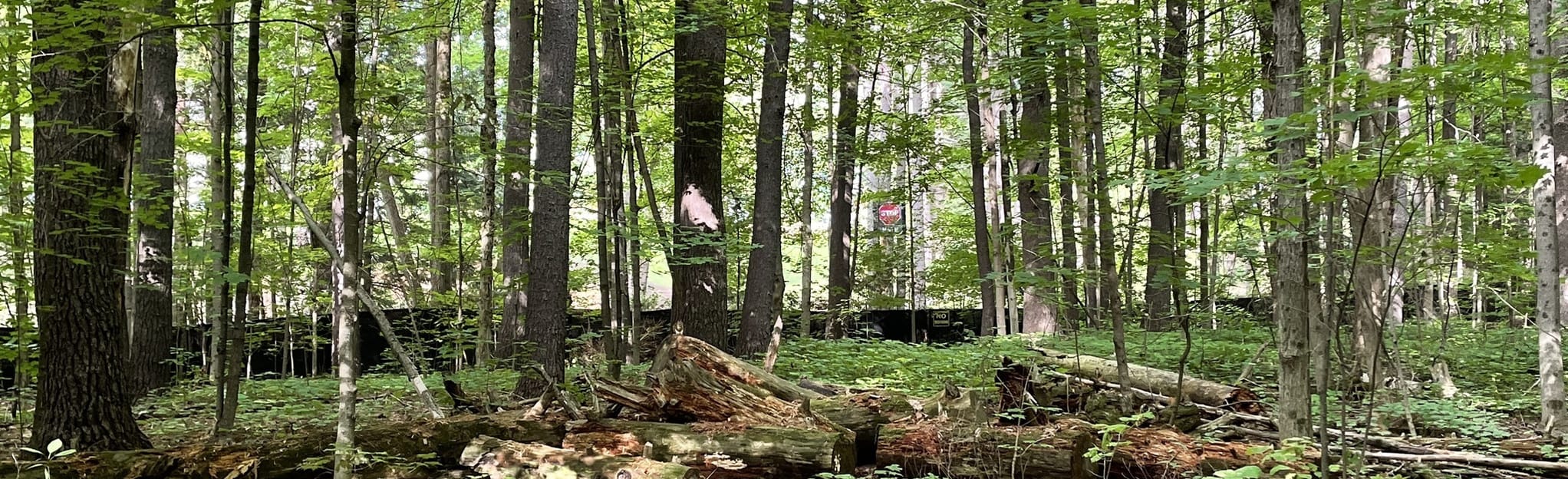 Gillies Grove Circular, Ontario, Canada - 63 Reviews, Map | AllTrails