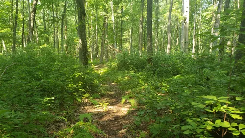 Best Hikes and Trails in Reinhardt Forest Preserve | AllTrails