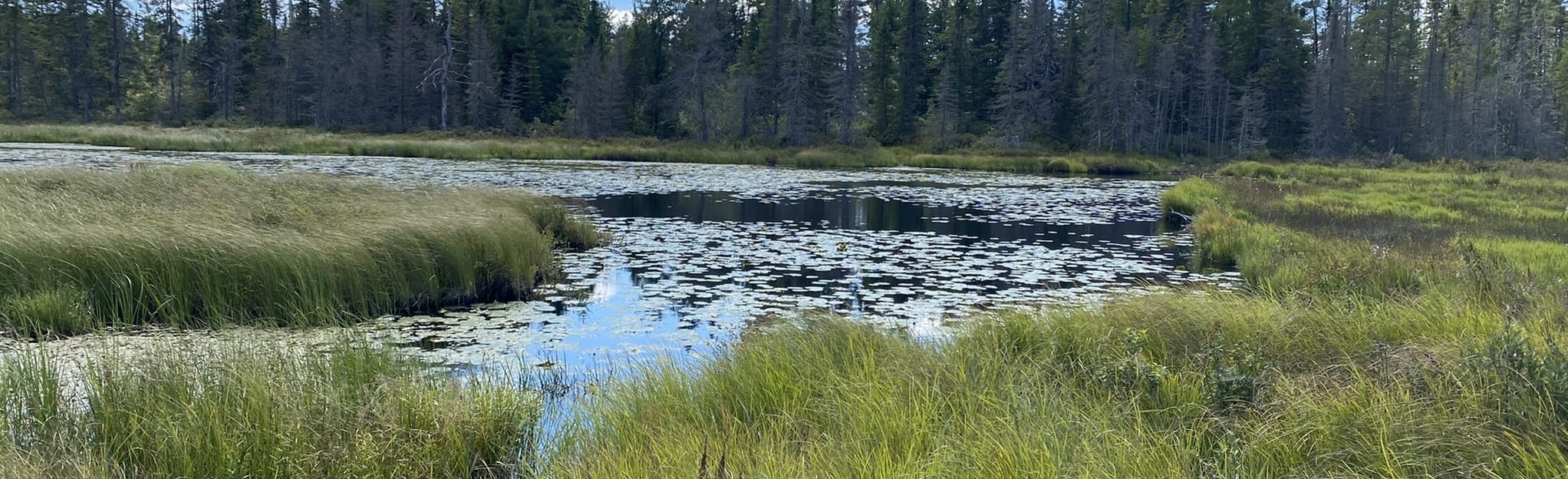 Dobson Trail: 162 Reviews, Map - New Brunswick, Canada | AllTrails