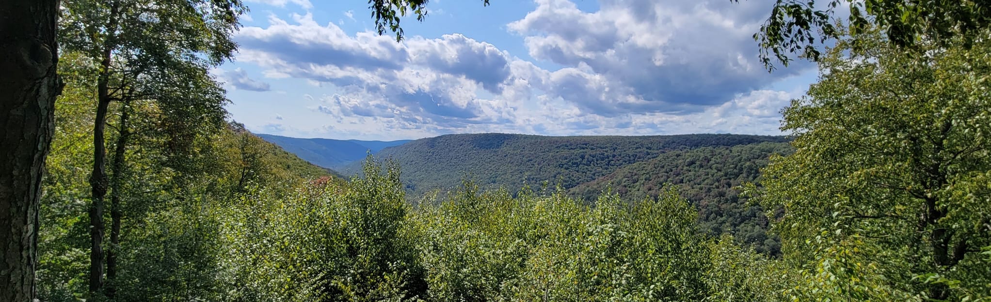 Old Loggers Path to Long Run Trail: 70 Reviews, Map - Pennsylvania ...