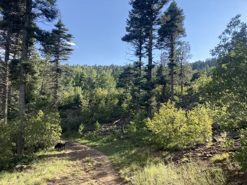 Best Easy Trails in Carson National Forest | AllTrails