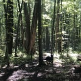 Spring Hill Yellow and Blue Loop Trail, Massachusetts - 236 Reviews ...