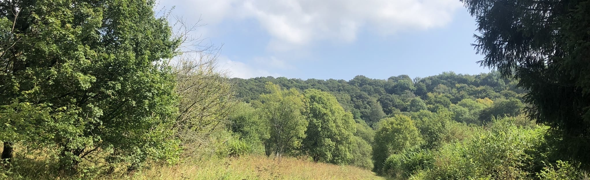 Nettlebed and Warburg Nature Reserve Circular: 51 Fotos - Oxfordshire ...