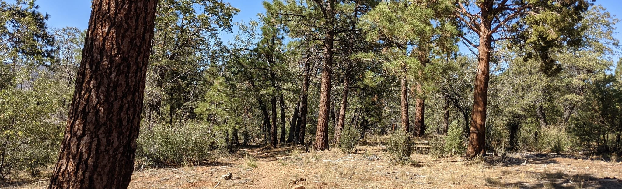 Horseshow Pebble Plain and Sawmill Drive via Nathan's Trail: 81 Reviews ...