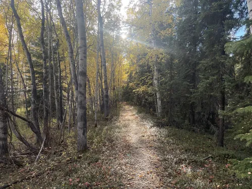 Best Forest Trails in Harding Lake State Recreation Area | AllTrails
