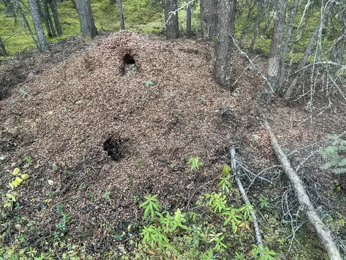 Best Forest Trails in Harding Lake State Recreation Area | AllTrails