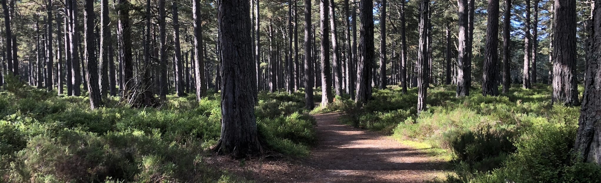 Nethy Bridge and Loch Garten Circular: 53 Reviews, Map - Highlands ...