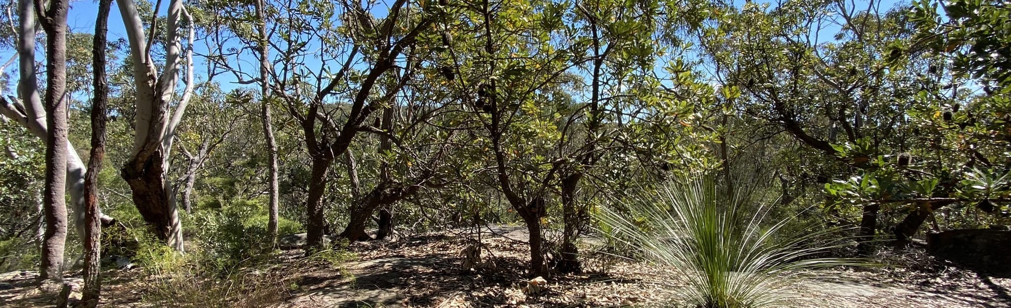 Wildflower Garden Loop: 177 Reviews, Map - New South Wales, Australia ...