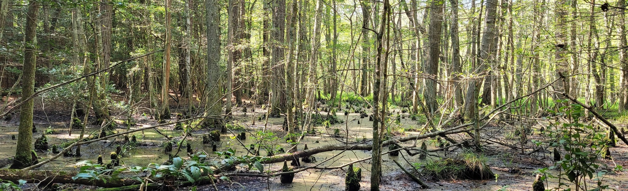 Pocomoke Green and White Trail Loop: 23 Reviews, Map - Maryland | AllTrails