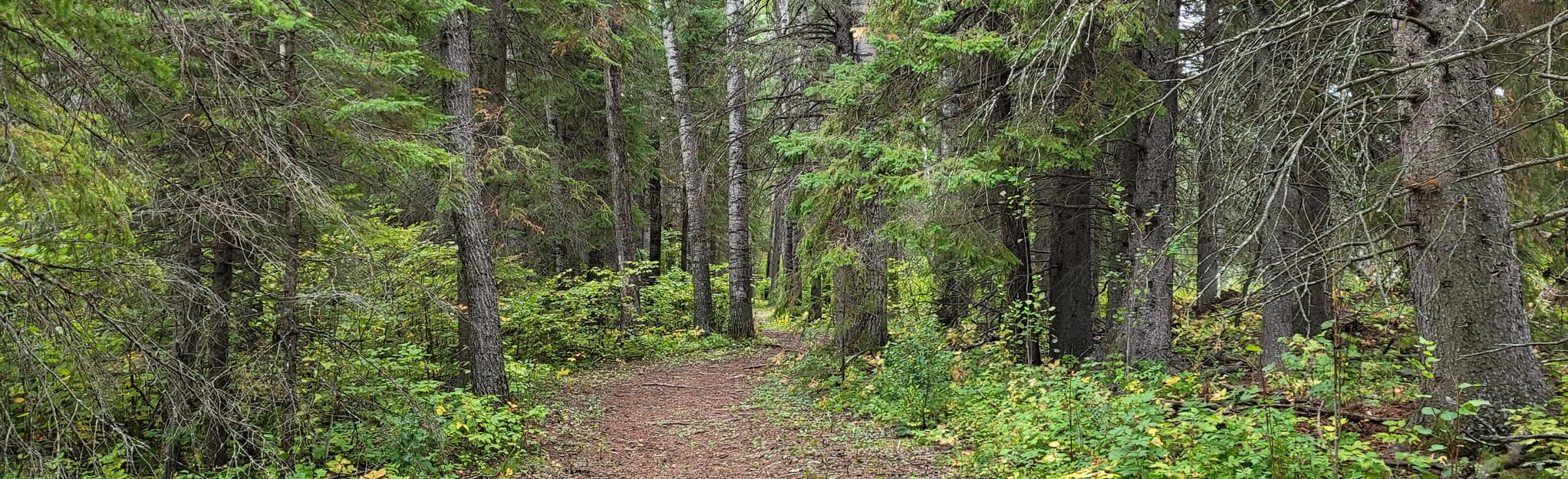 Childs Lake Trail : 8 foto's - Manitoba, Canada | AllTrails