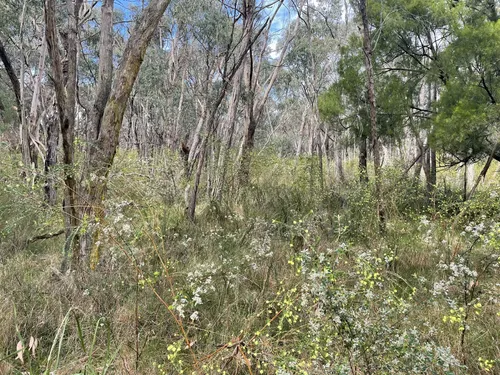 Best Hikes and Trails in Baluk Willam Flora Reserve | AllTrails