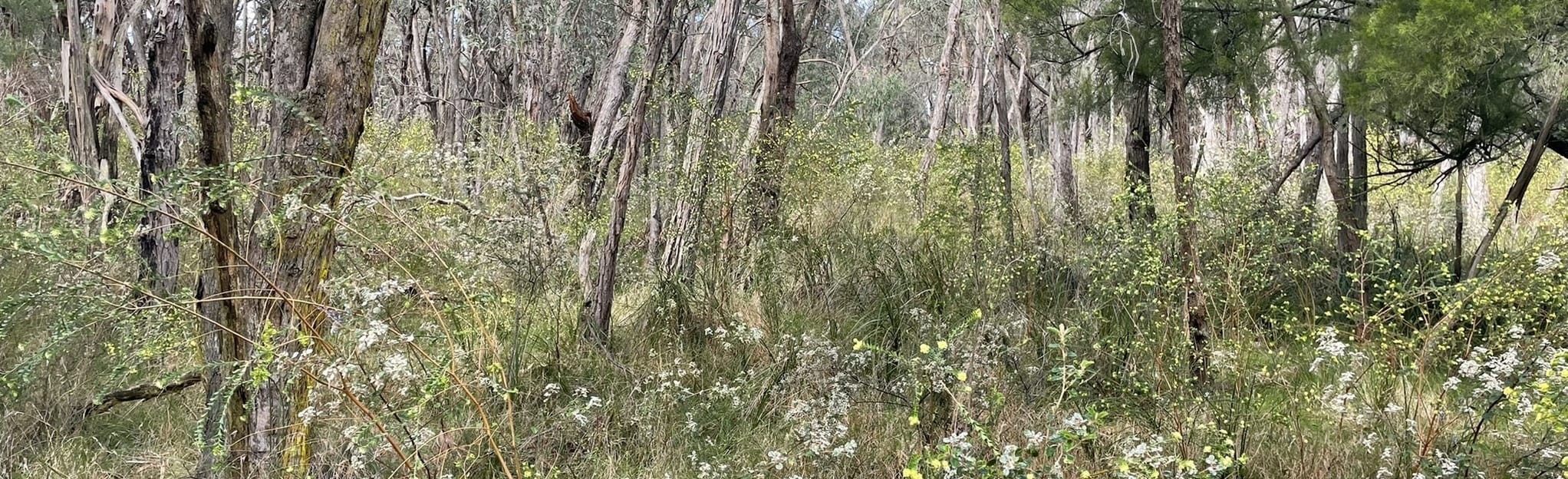 Baluk Willam Flora Reserve Walk, Victoria, Australia - 24 Reviews, Map ...