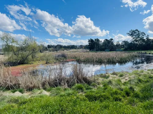 Best Bird Watching Trails in Jerrabomberra Wetlands Nature Reserve ...