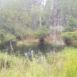 Green Swamp Wilderness Preserve Loop, Florida - 58 Reviews, Map | AllTrails