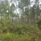 Green Swamp Wilderness Preserve Loop, Florida - 58 Reviews, Map | AllTrails