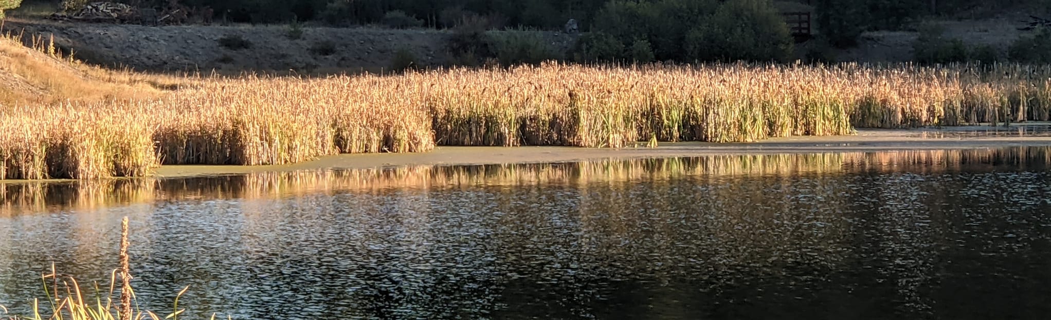 Bates State Park Trail, Oregon - 5 Reviews, Map | AllTrails