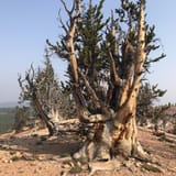 Twisted Forest, Utah - 158 Reviews, Map | AllTrails