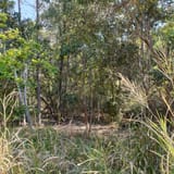 Cabbage Tree Creek Bikeway, Queensland, Australia - 99 Reviews, Map ...