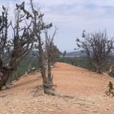 Twisted Forest, Utah - 151 Reviews, Map | AllTrails