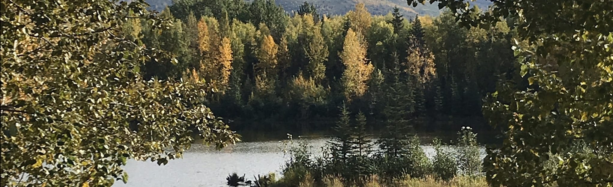 University Lake Loop, Alaska - 457 Reviews, Map | AllTrails