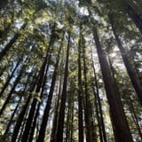 UCSC Upper Campus Trail, California - 137 Reviews, Map | AllTrails