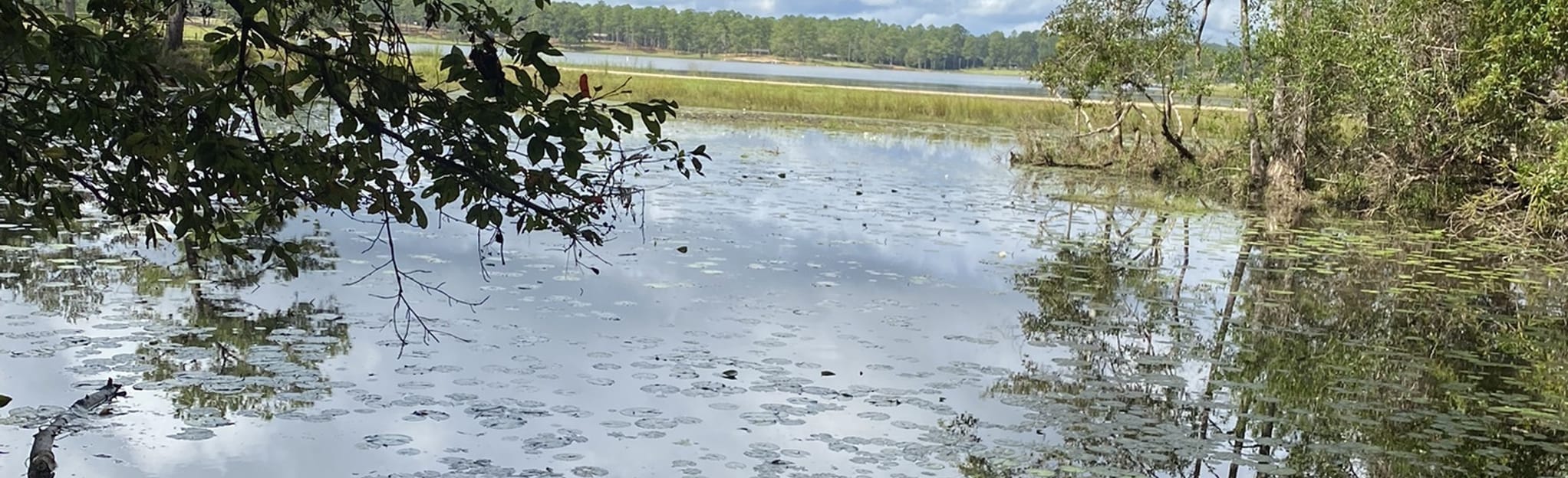 Trail of the Southern Pines: 27 Reviews, Map - Mississippi | AllTrails