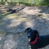 Swope Loop to Pine Hill, New Hampshire - 160 Reviews, Map | AllTrails