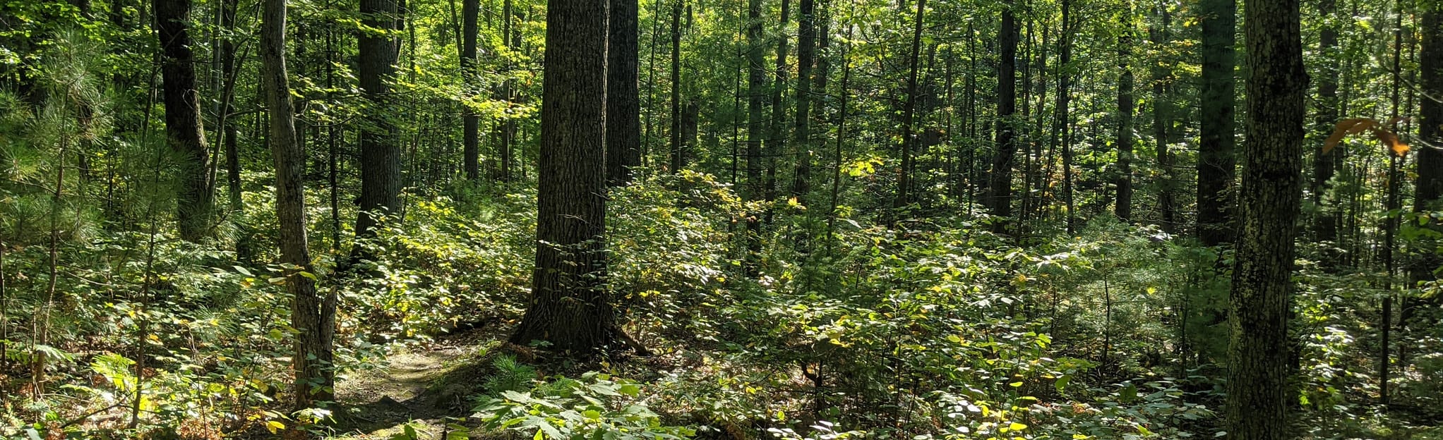 Gaska Park Trail - Wisconsin | AllTrails