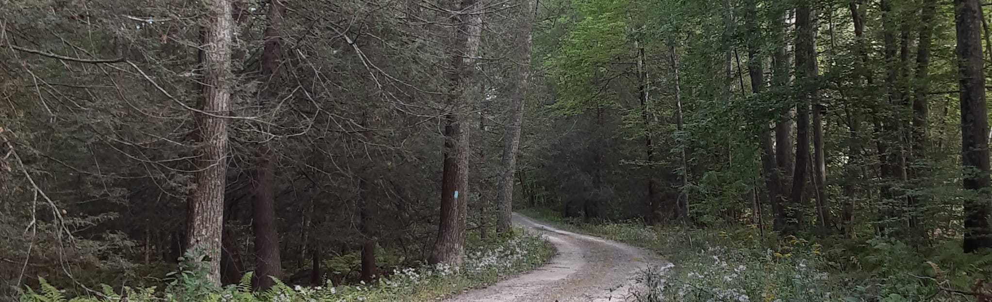 Shenipsit Blue Blazed Trail: 93 Reviews, Map - Connecticut | AllTrails