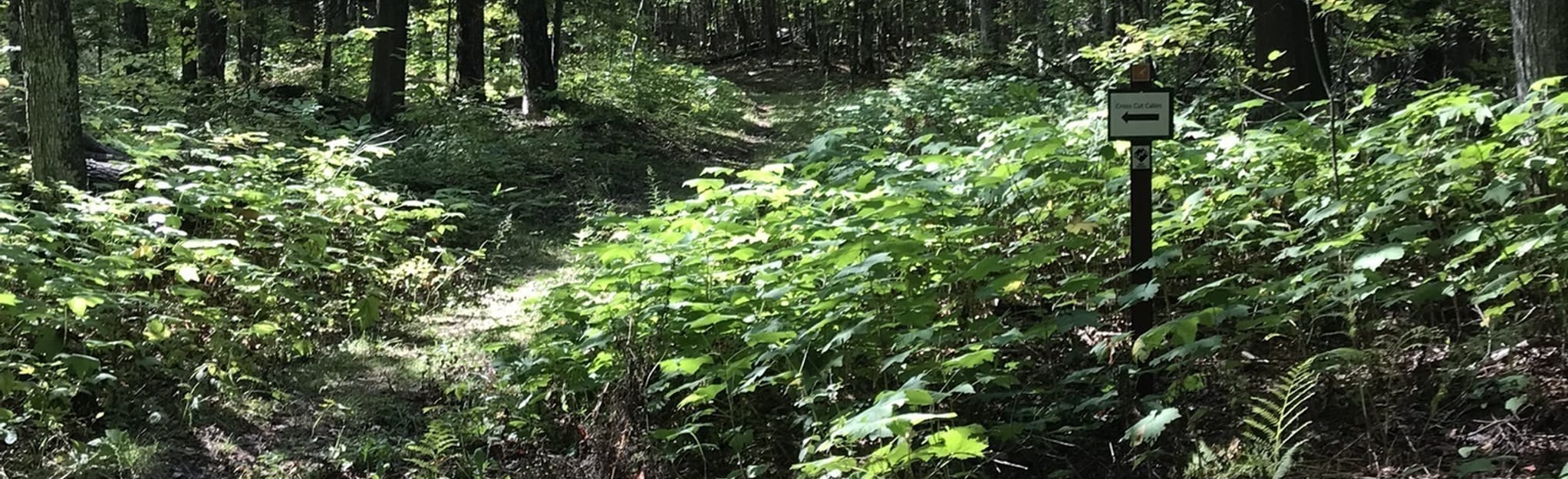 Porcupine Mountain Wilderness Visitor Center Trail Loop: 8 Reviews, Map ...