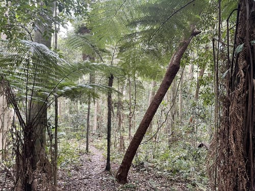 Best Hikes and Trails in Kroombit Tops National Park | AllTrails