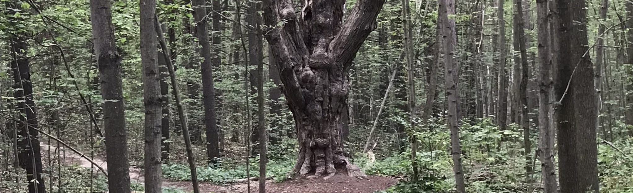 Ring Trail Loop: 51 Reviews, Map - Ontario, Canada | AllTrails