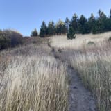 Magpie Forest Trail, Washington - 38 Reviews, Map | AllTrails