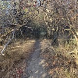 Magpie Forest Trail, Washington - 38 Reviews, Map | AllTrails