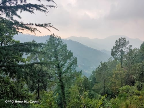 2023 Best Forest Trails in Shimla | AllTrails
