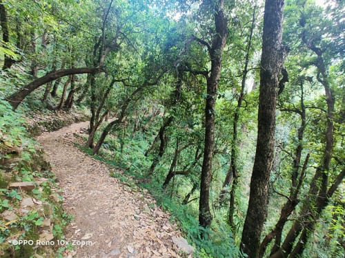 2023 Best Forest Trails in Shimla | AllTrails