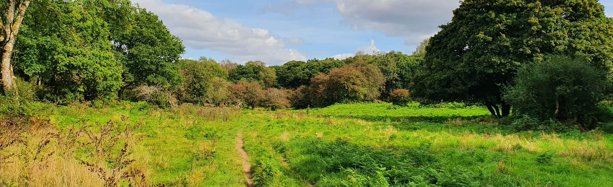 Savernake Forest Circular: 72 Reviews, Map - Wiltshire, England | AllTrails