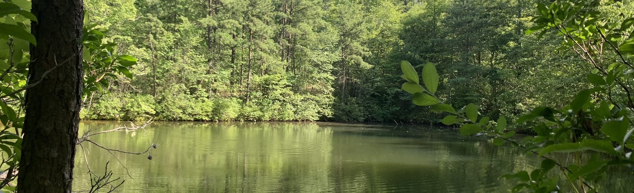 Peter's Mill Run OHV Trail: 291 Reviews, Map - Virginia | AllTrails