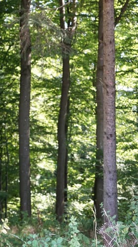 2023 Best Trails in Maßweiler | AllTrails