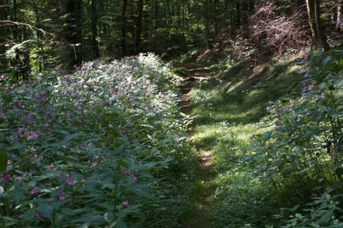 2023 Best Trails in Maßweiler | AllTrails