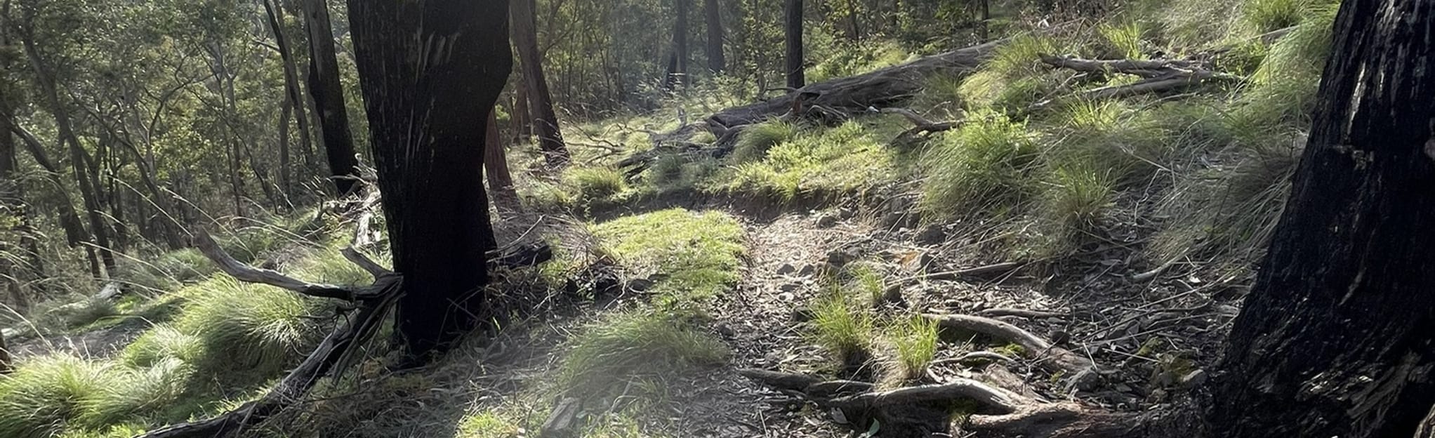 Ewarts Road Walk: 2 Reviews, Map - Victoria, Australia | AllTrails
