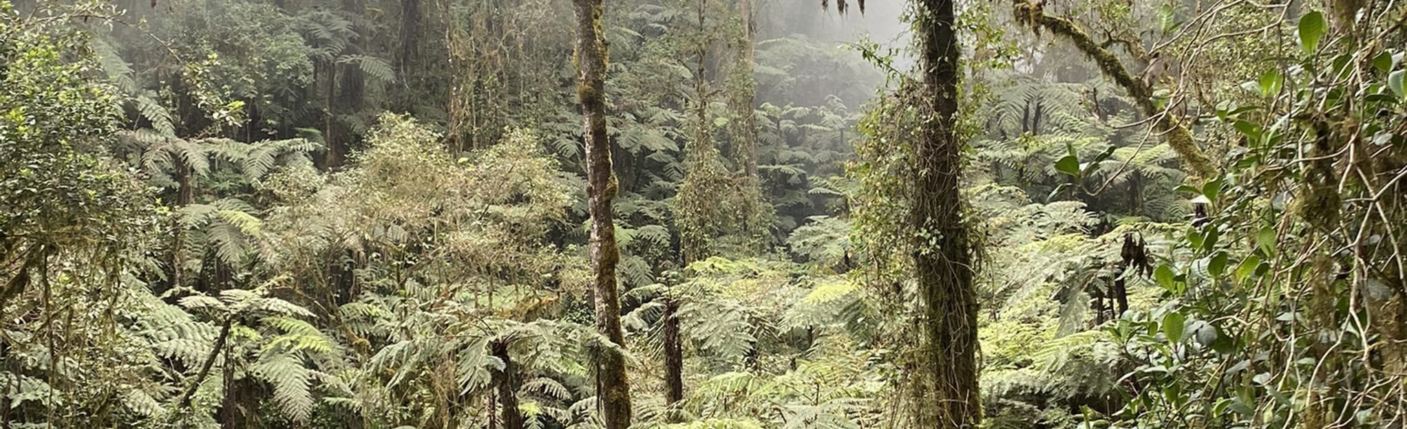 Mount Kilimanjaro Machame Route: Machame Gate to Machame Hut: 67 ...