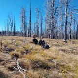 Tronsen Ridge Trail, Washington - 123 Reviews, Map | AllTrails