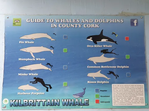 Best Hikes and Trails in Kilbrittain Wood | AllTrails